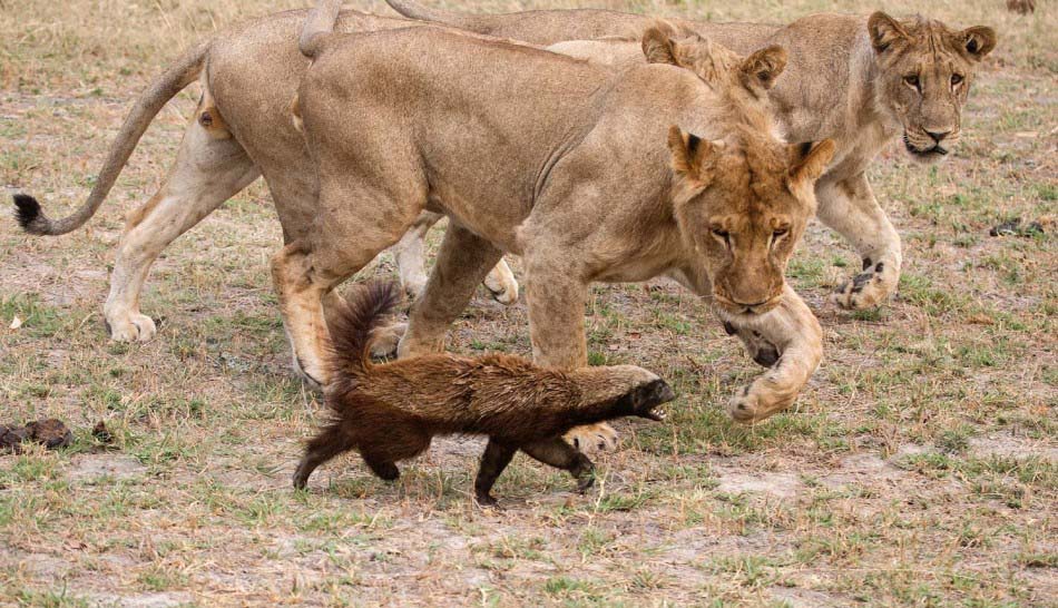 Pelea Entre 1 Ratel Y 8 Leones 6 Pelea Entre 1 Ratel Y 8 Leones 6